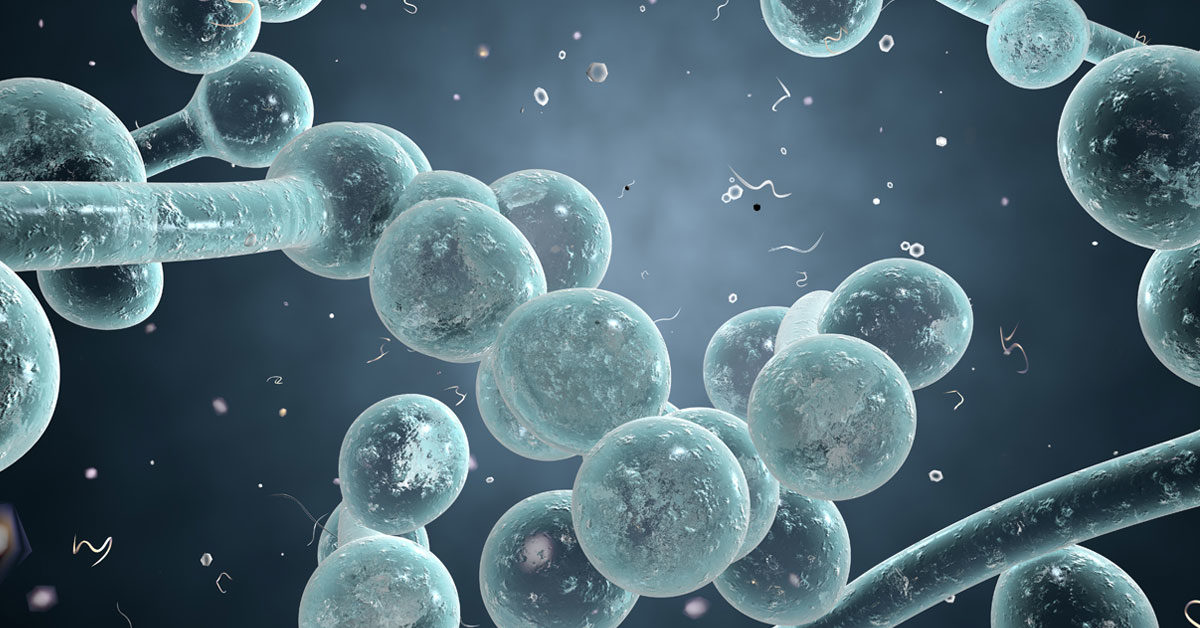 Infezioni da Candida Maschile: cosa fare - | Prof. Laganà Urologo ...